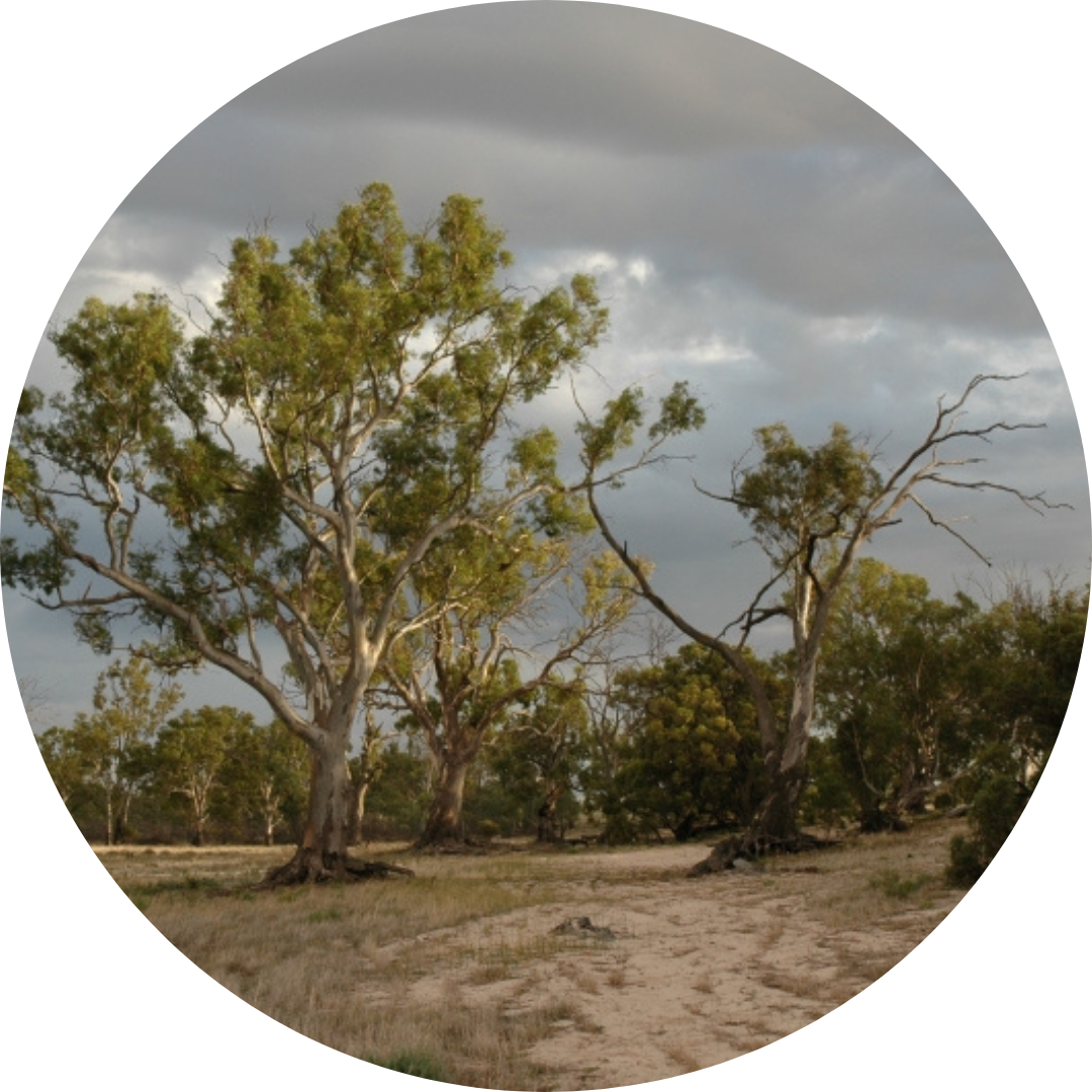 Explore the evidence: Ramsar wetlands - Living Wonders