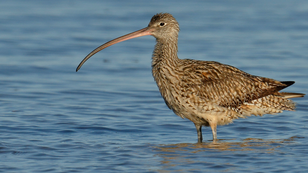 Explore the evidence: Migratory species - Living Wonders